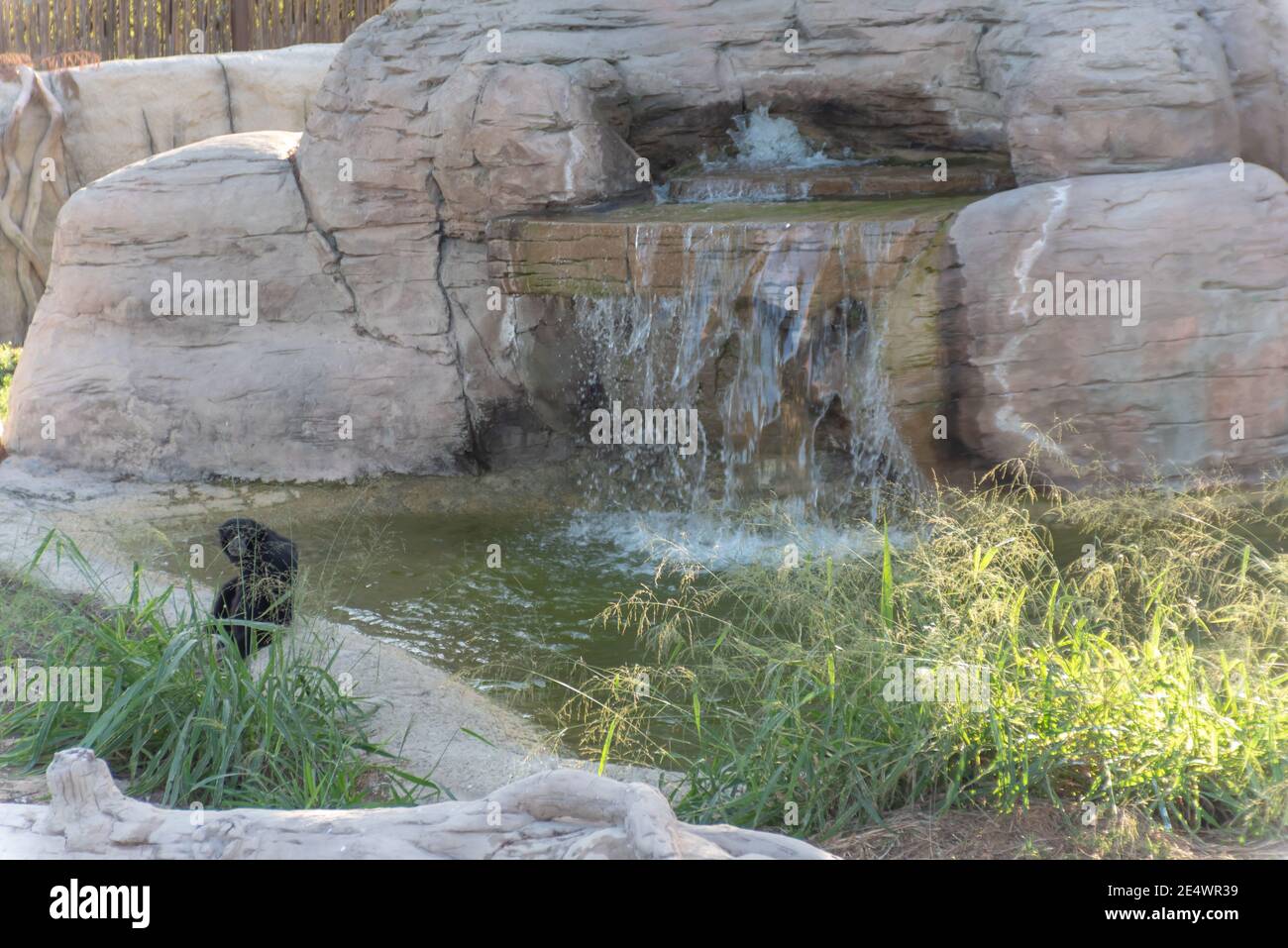 Dubai, United Arab Emirates – January 22, 2021, beautiful Animals in ...