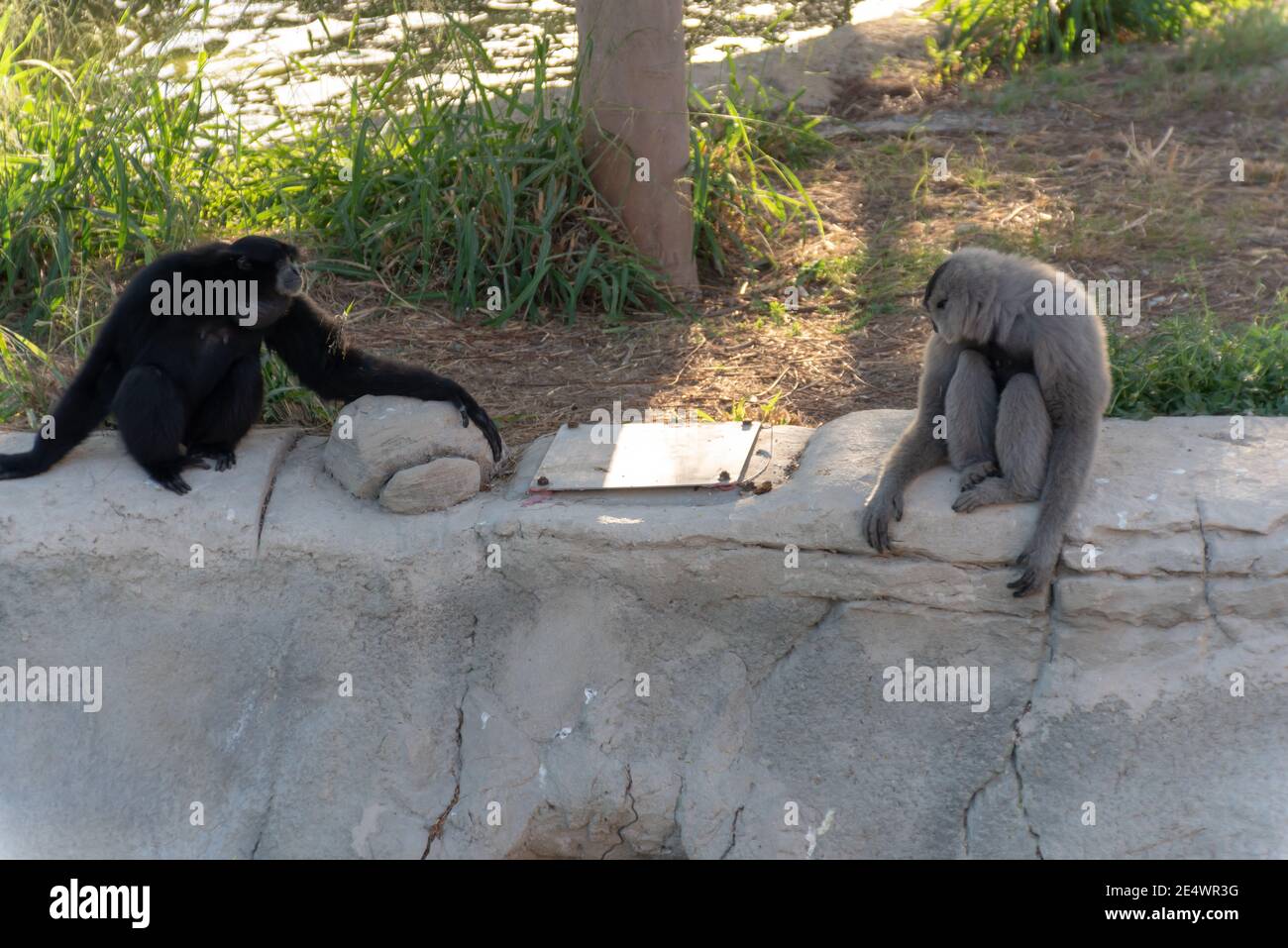 Dubai, United Arab Emirates – January 22, 2021, beautiful Animals in ...
