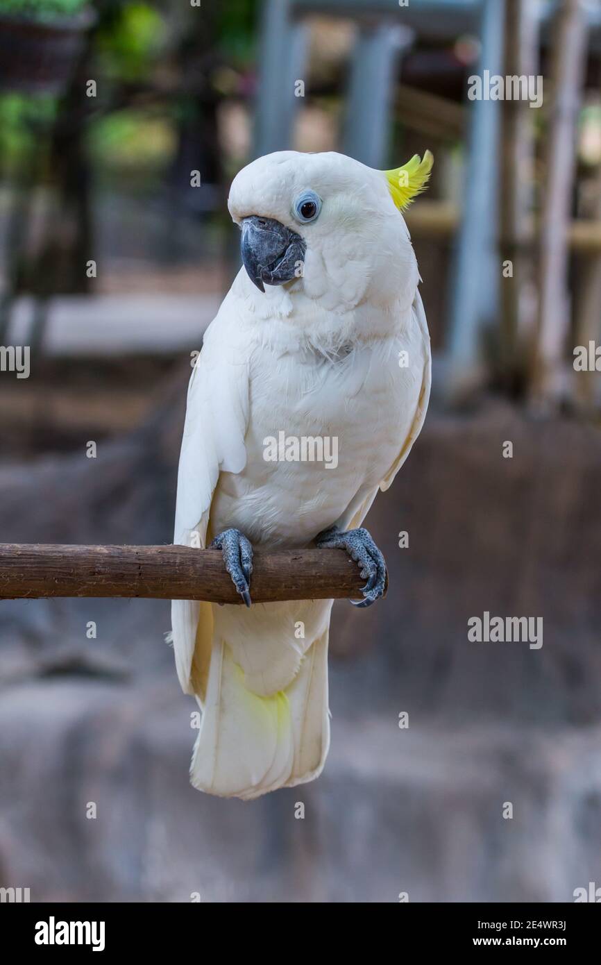 Yellow-crested Cockatoo in the zoo Stock Photo - Alamy
