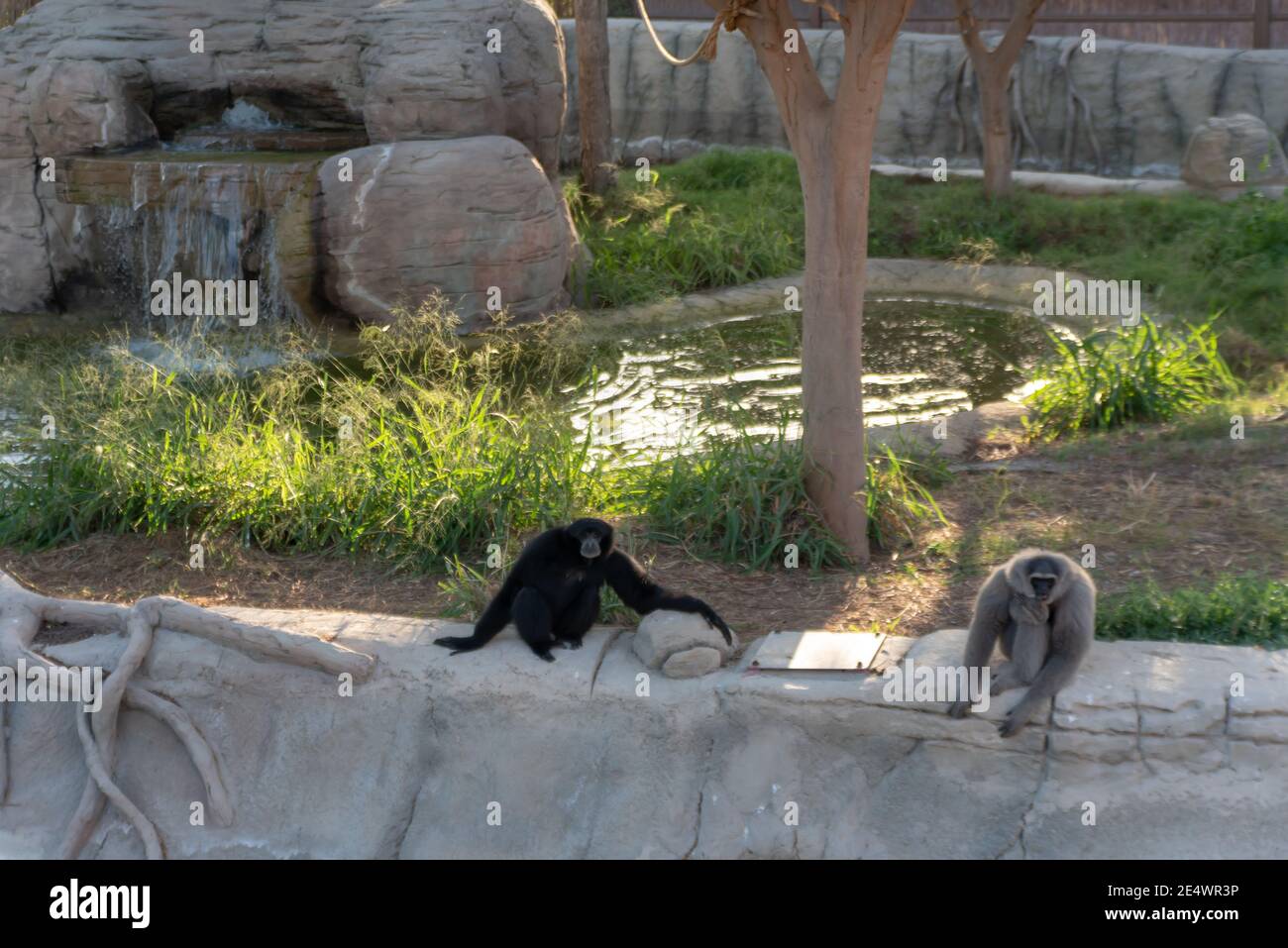 Dubai, United Arab Emirates – January 22, 2021, beautiful Animals in ...