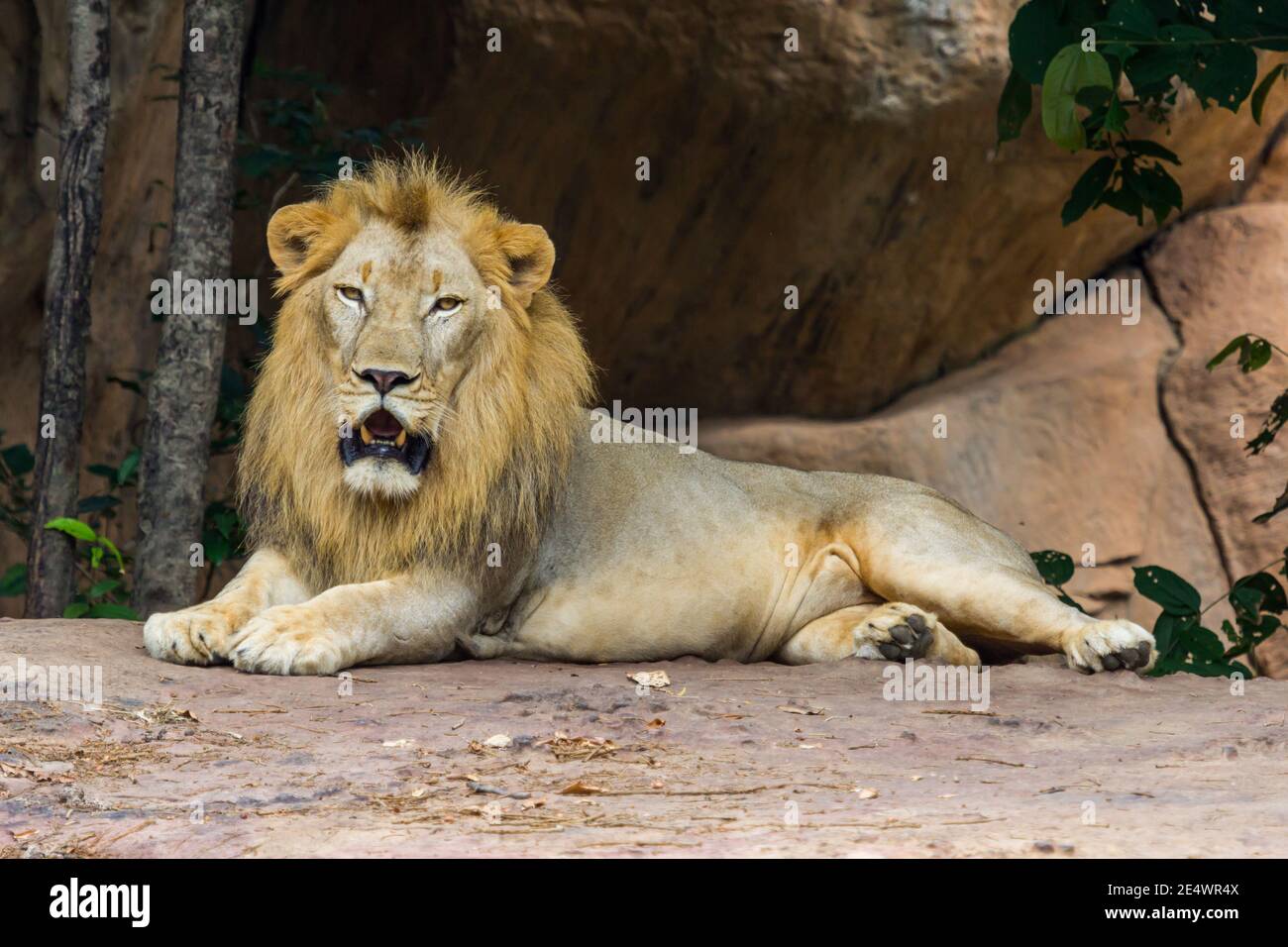 Lion watching in the zoo Stock Photo - Alamy