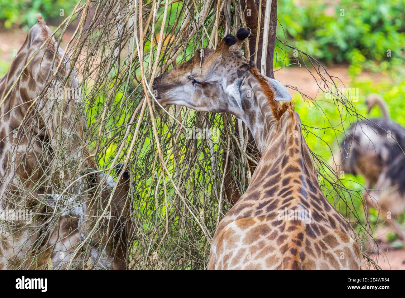 Giraffe Eating from a Sausage Tree, Nature Stock Photo - Alamy