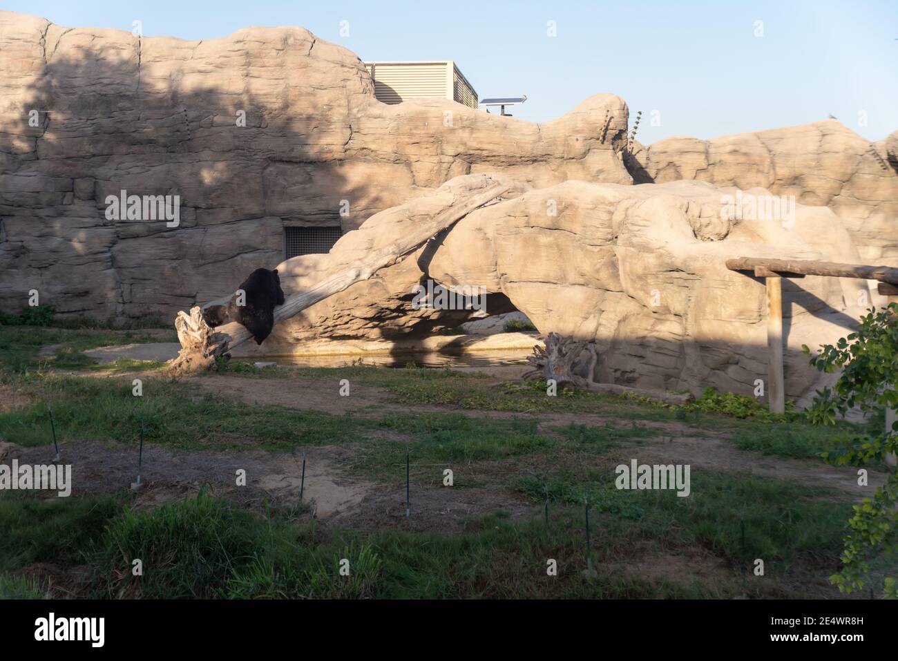National bird of united arab emirates hi-res stock photography and ...