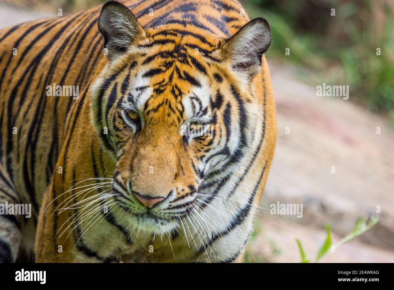 Tiger alert hi-res stock photography and images - Alamy