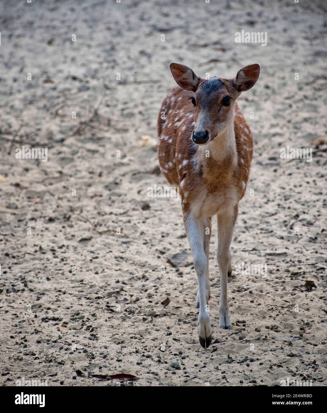 The chital also known as spotted deer, chital deer, and axis deer, is a ...