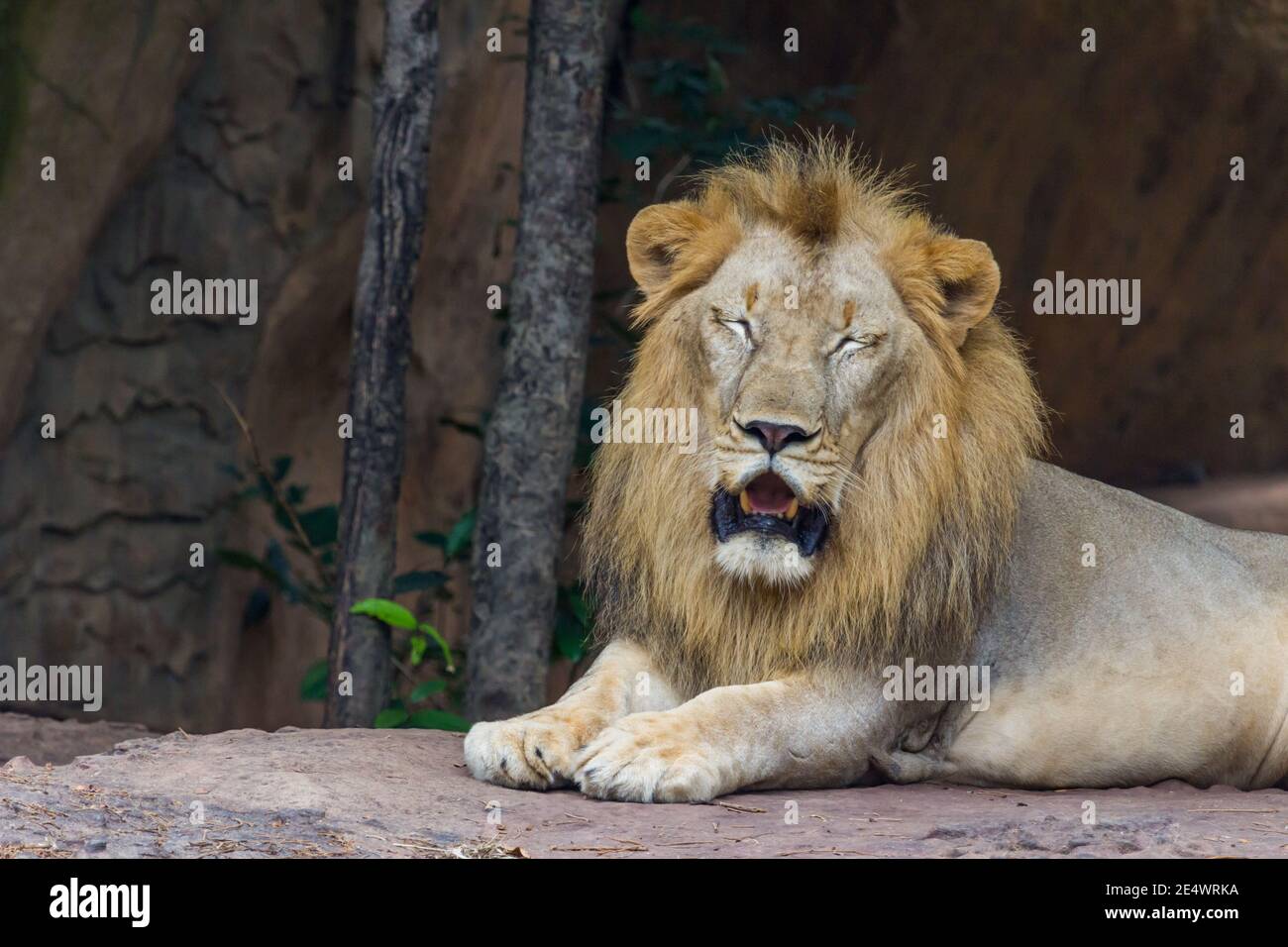 Lion sleeping , Nature Stock Photo - Alamy