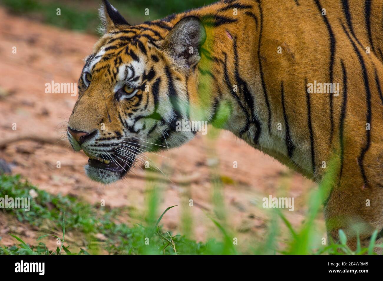 Royal Bengal tiger see the target, Nature Stock Photo - Alamy