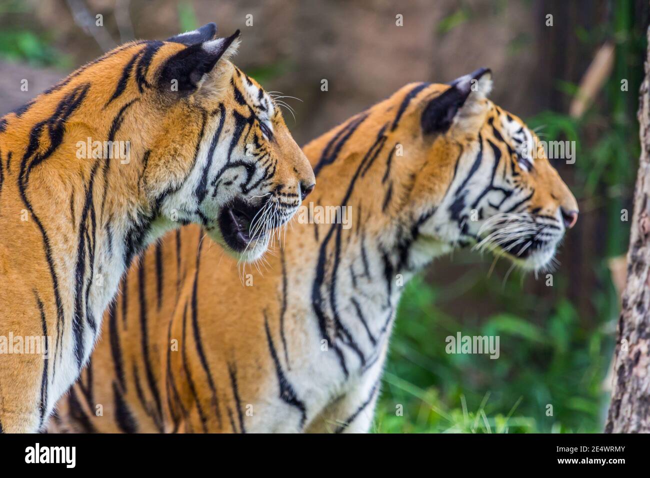 Tiger panthera tigris portrait two hi-res stock photography and images ...
