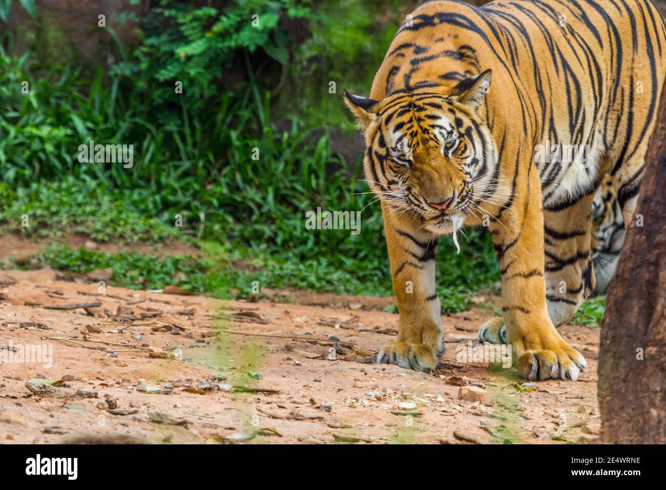 Tiger saliva , Nature Stock Photo - Alamy