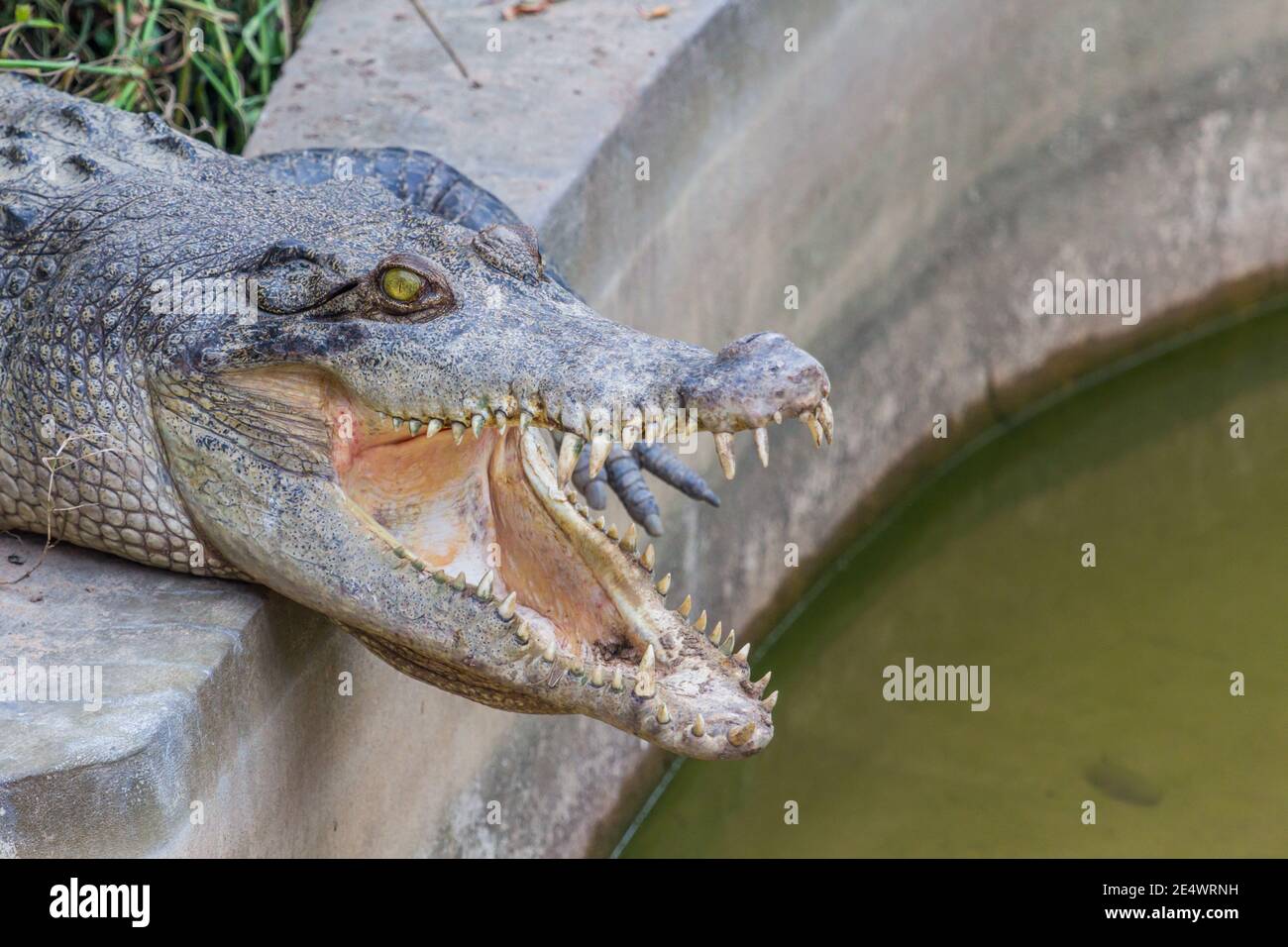 Crocodile open mouth lying in hi-res stock photography and images - Alamy