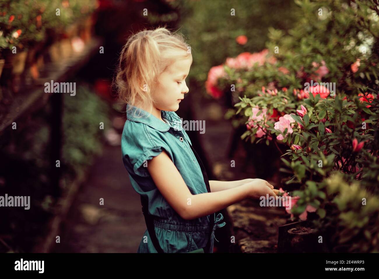 Child planting spring flowers. Little girl gardener plants azalea ...