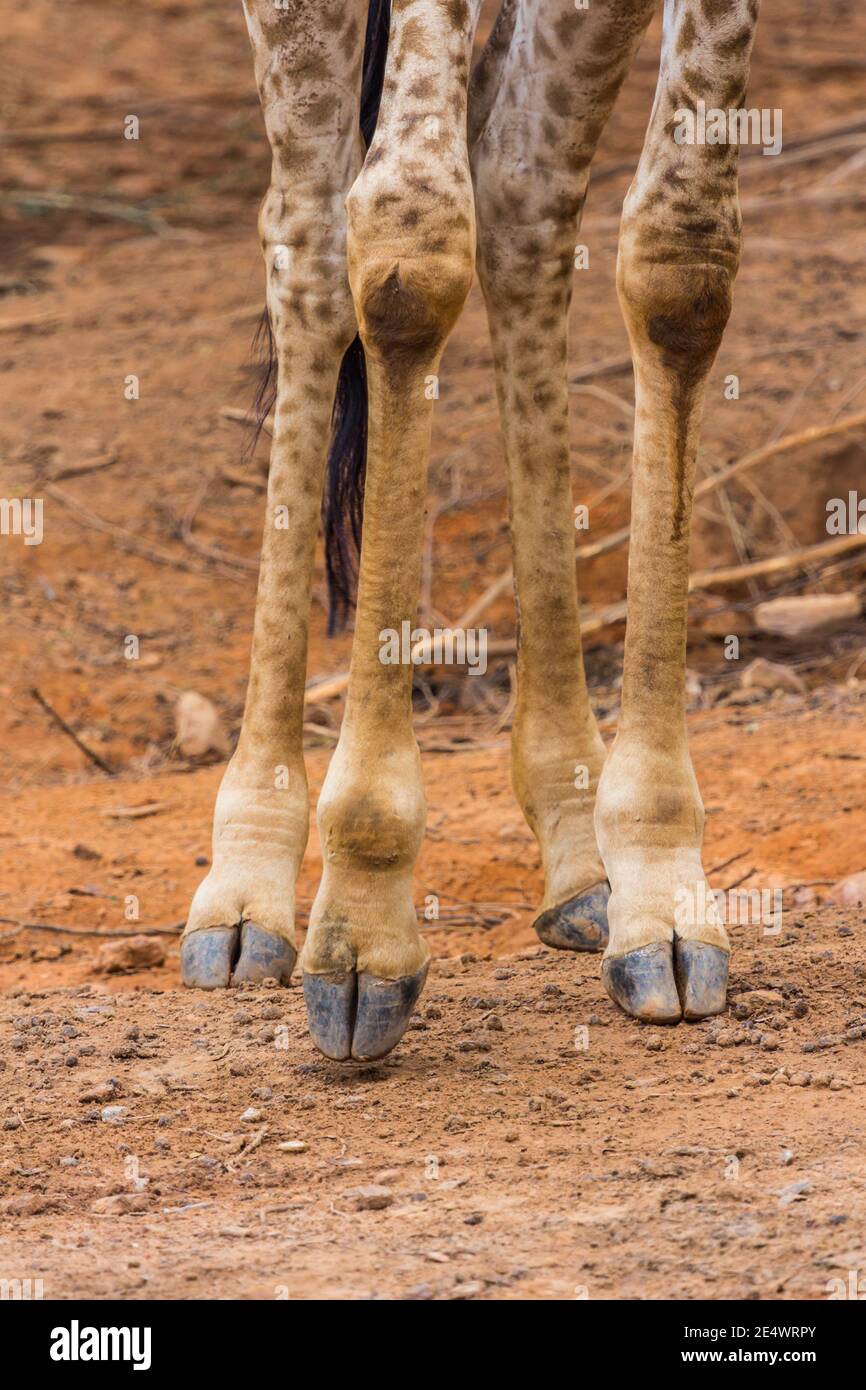 Giraffe foot hi-res stock photography and images - Alamy
