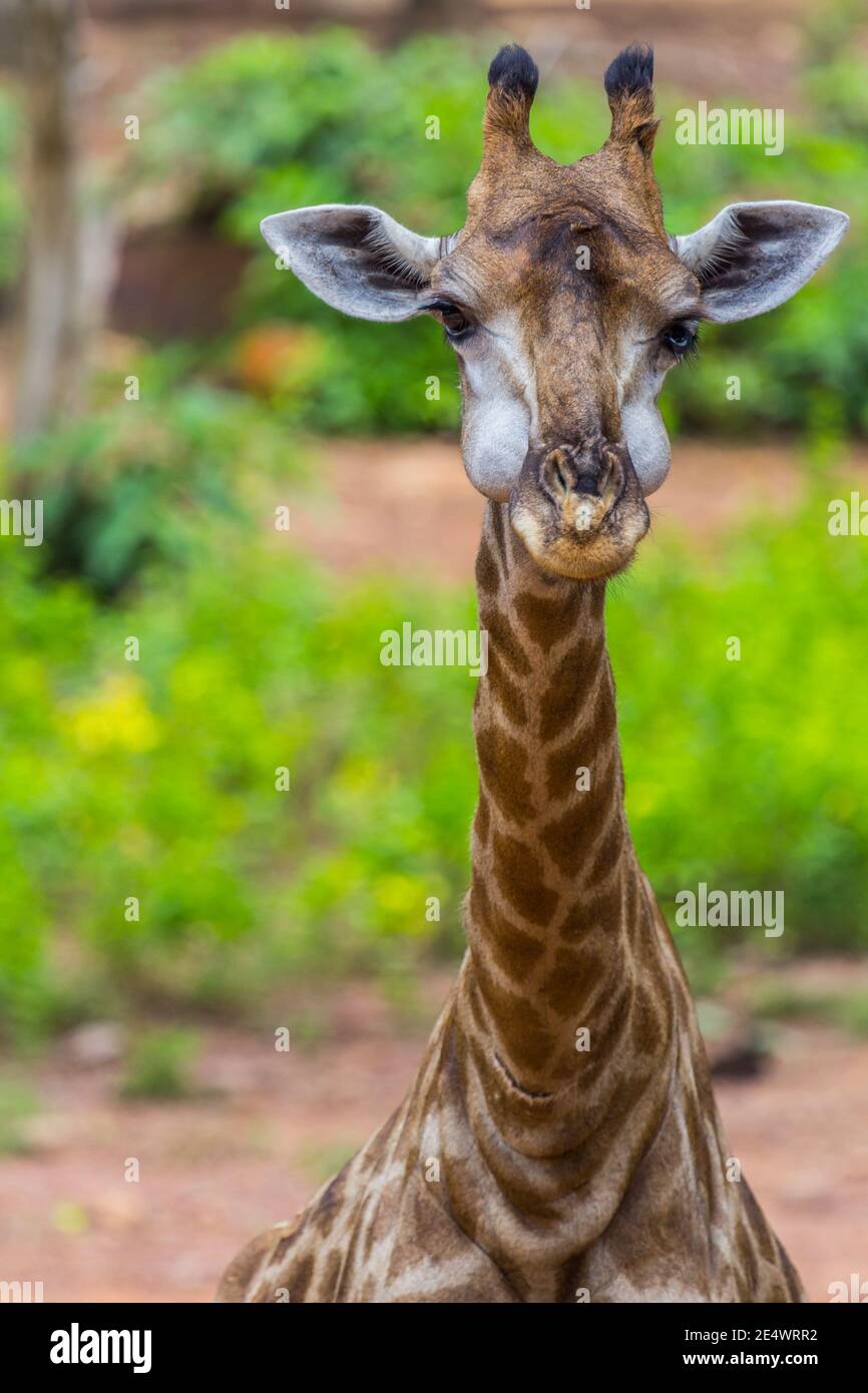 Face of Masai giraffe eating peaks around bush Stock Photo - Alamy