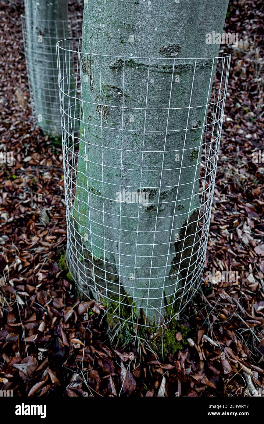 Tree lattice trunk hi-res stock photography and images - Alamy