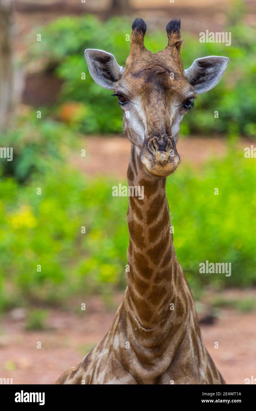 Face of Masai giraffe eating ,Nature Stock Photo - Alamy