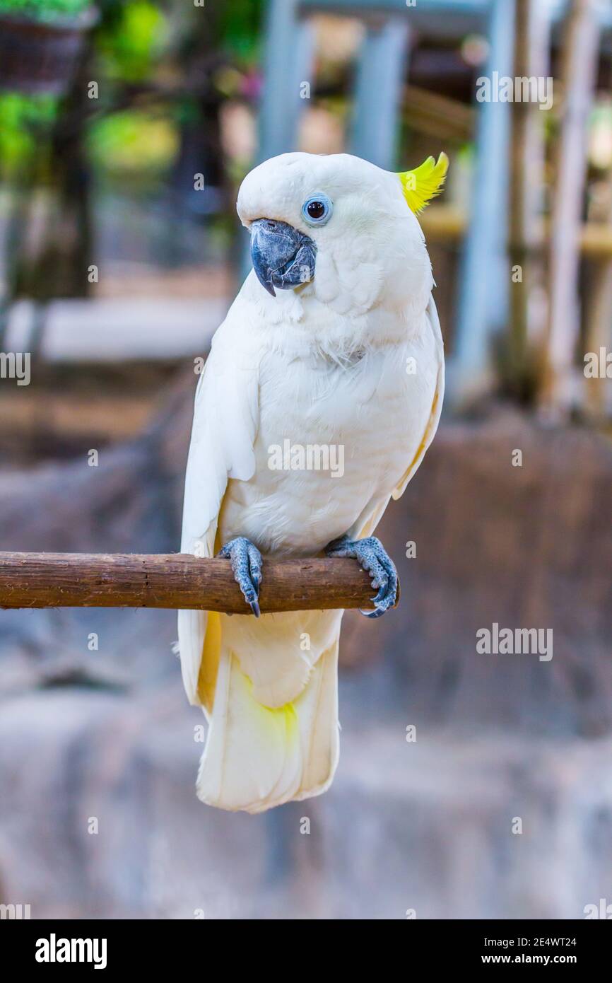 Preening cockatoo hi-res stock photography and images - Alamy