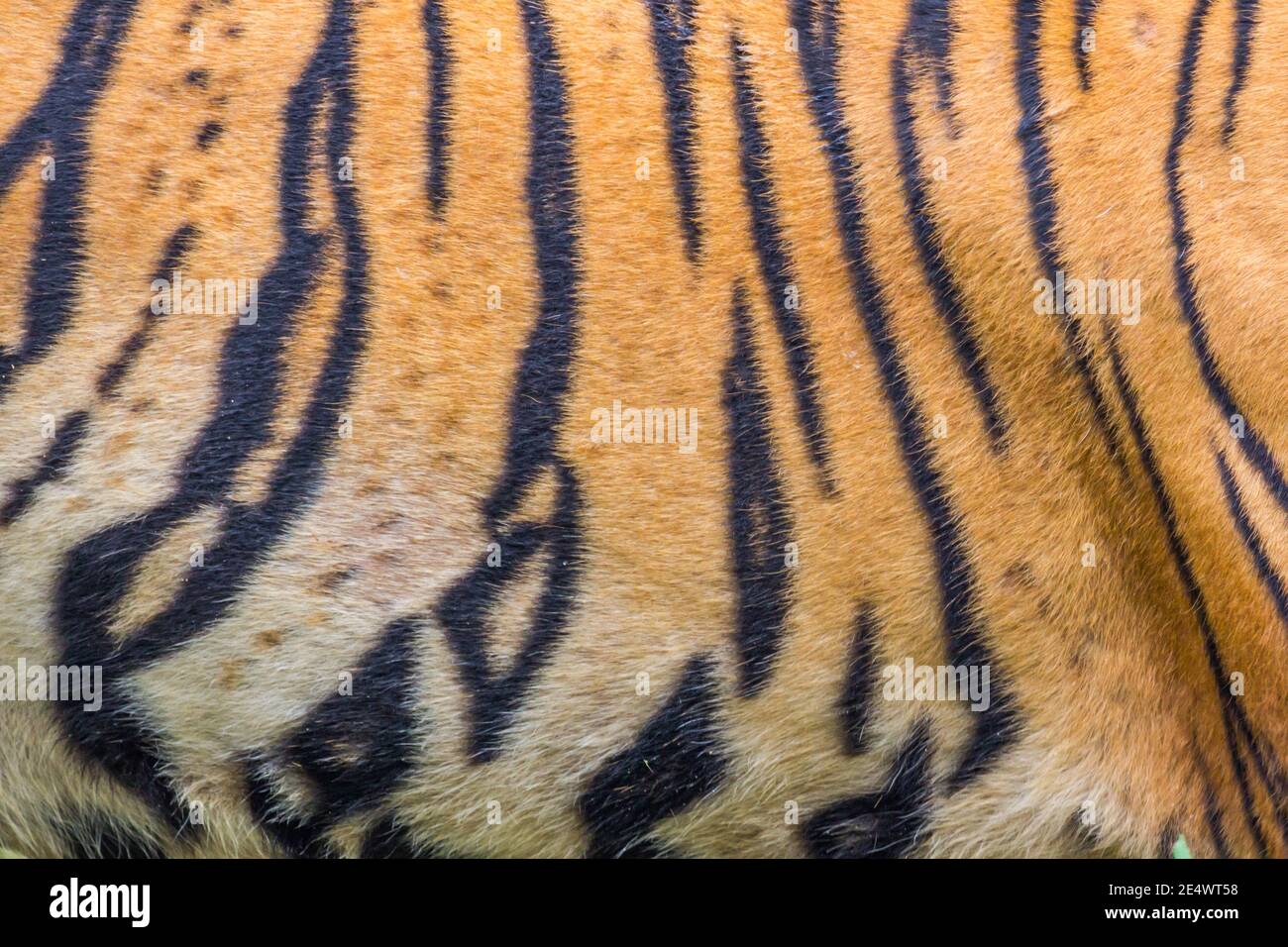 tiger fur stripes on skin of an Amur tiger (Panthera tigris altaica ...