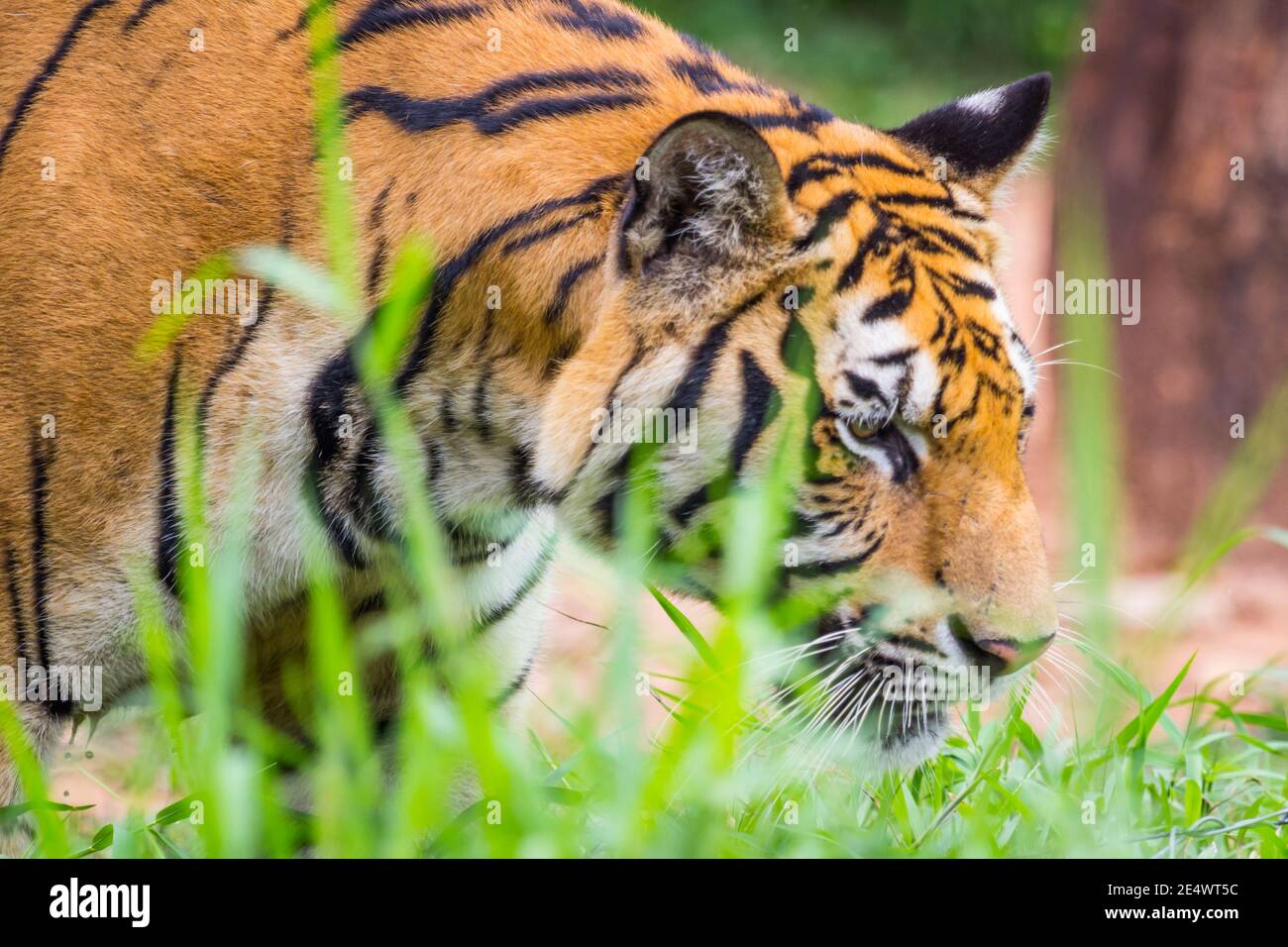 Side view head of l tiger alert and staring at the camera Stock Photo ...