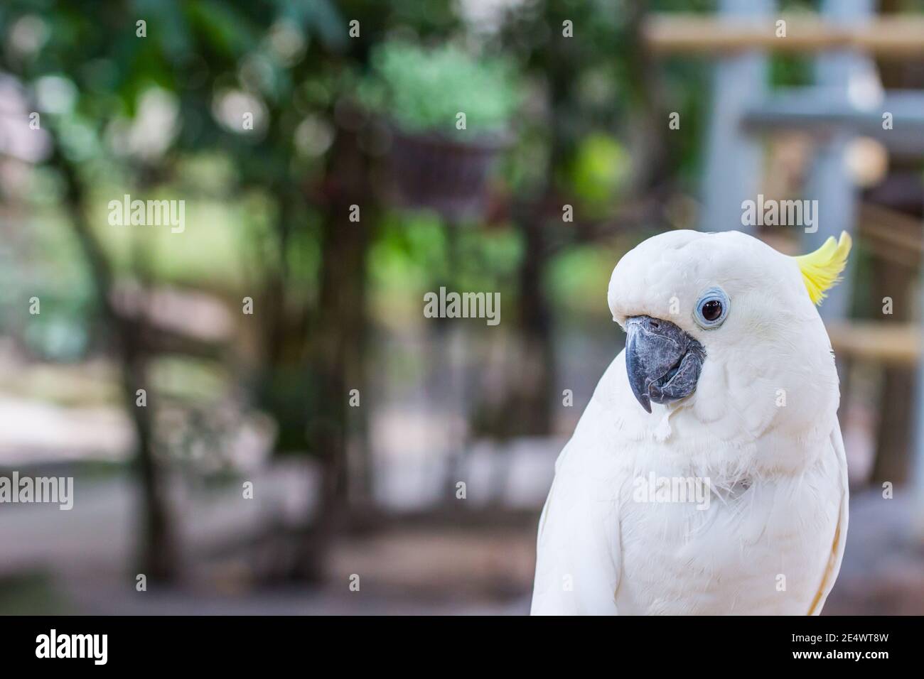 lovely yellow-crested Cockatoo in the park Stock Photo - Alamy