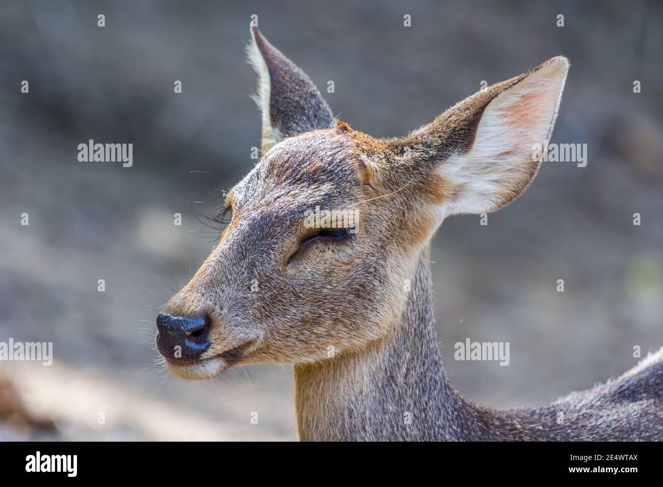 Baby deer close the eye in the park, Nature Stock Photo - Alamy