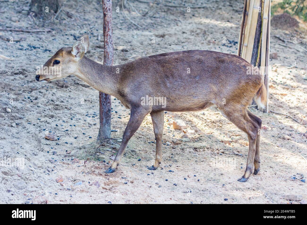 Baby chital hi-res stock photography and images - Alamy