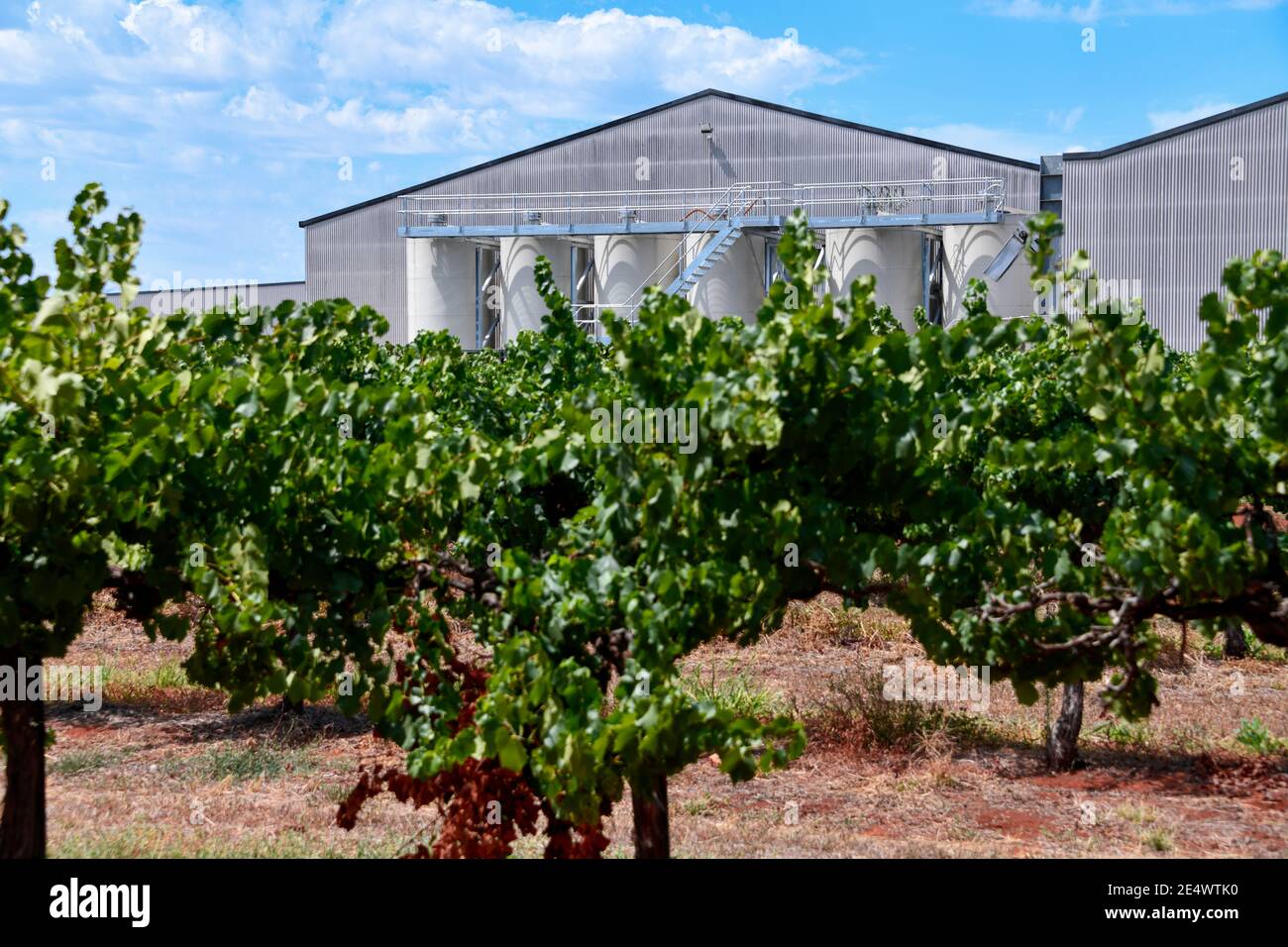 Green Vineyard Rows with Winery Tanks and Barrels in Background ...