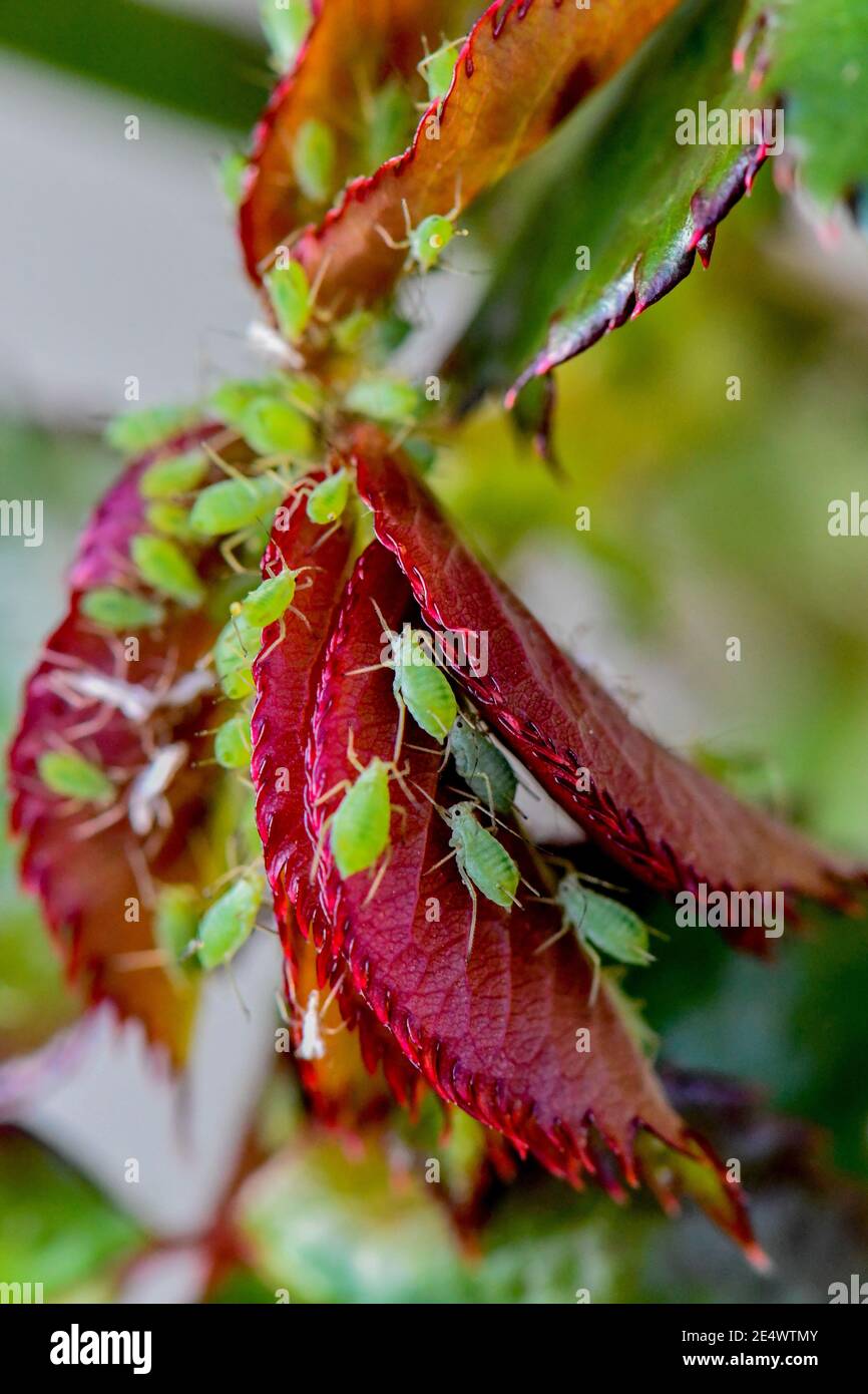 Green Aphids Insects on Newly Growing Roses Leaves Stock Photo - Alamy