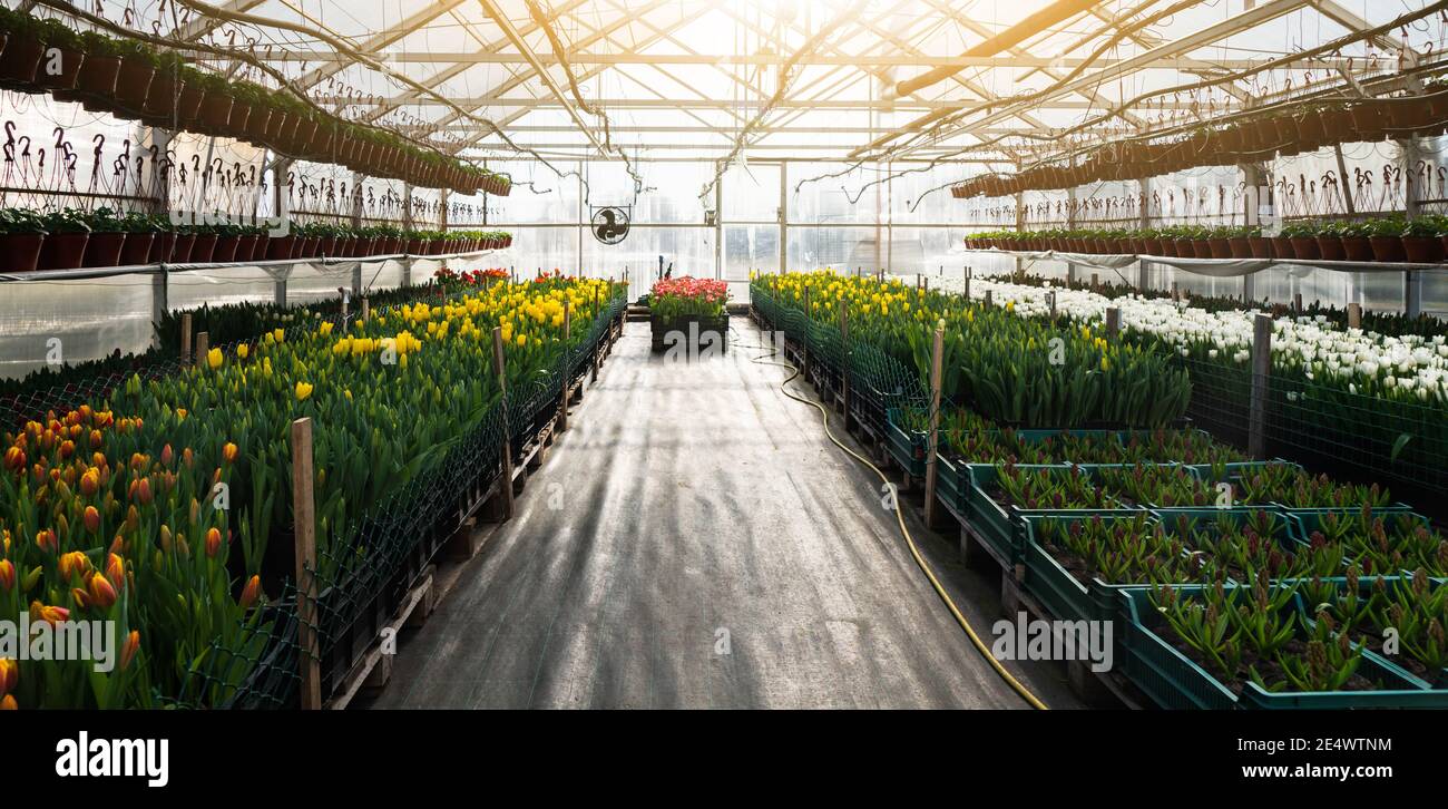 Greenhouses for growing tulips. Floriculture industry Stock Photo - Alamy