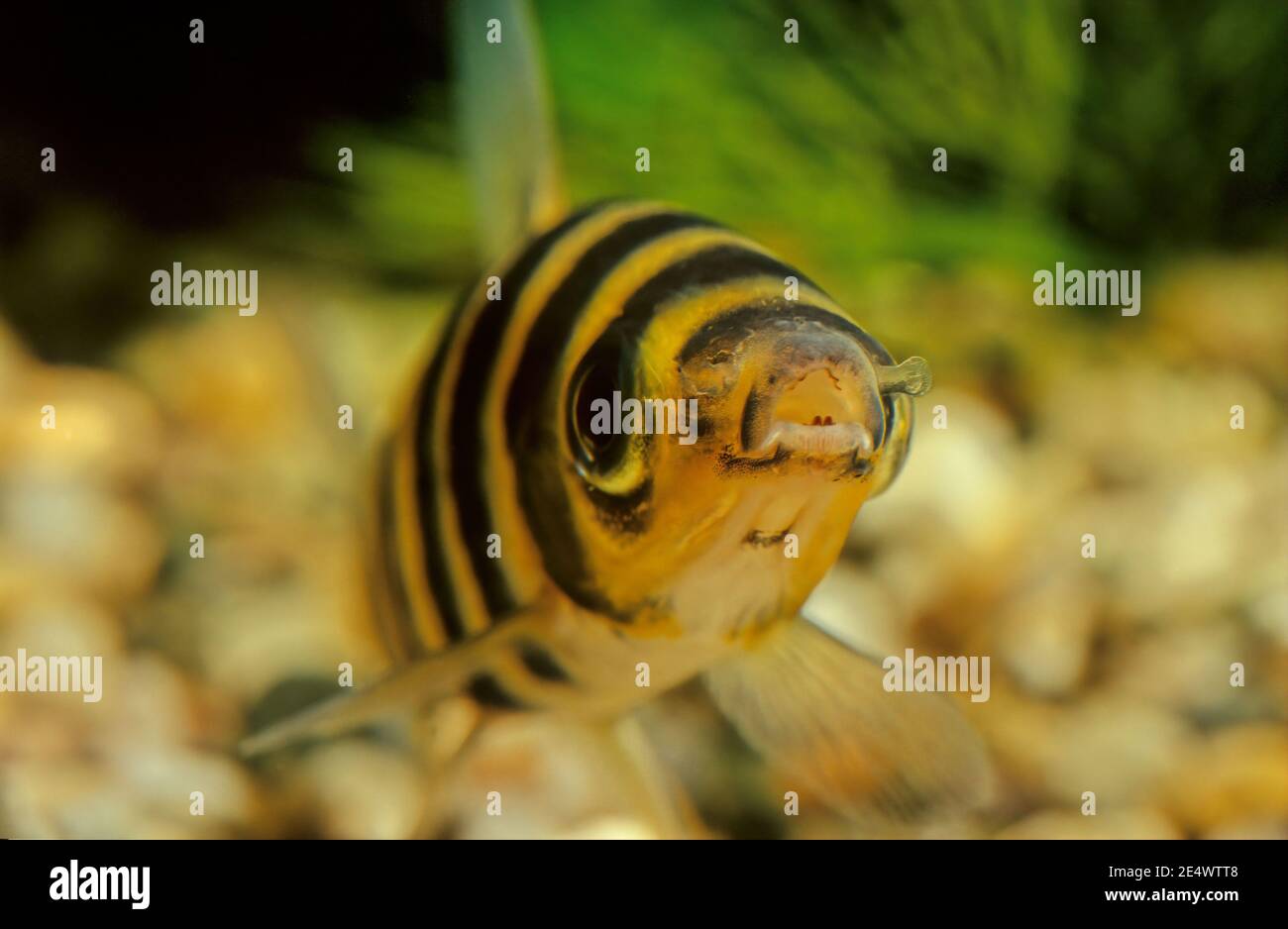 Leporinus fasciatus, commonly known as the banded leporinusor the black ...