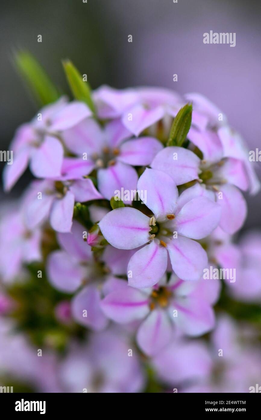 Pink Flower Bunch with Pink Stripe, 5 Five Leaves and Yellow Centre ...