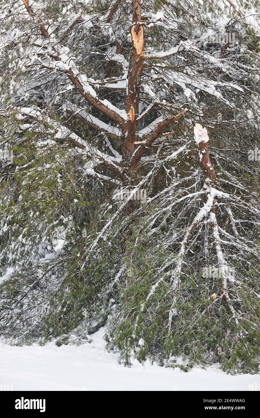 Tree freeze damaged hi-res stock photography and images - Alamy