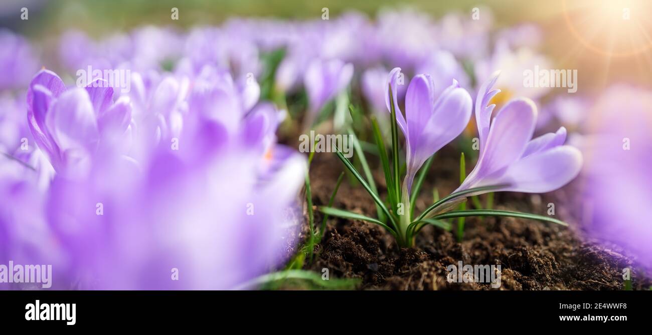 Early spring view ornamental hi-res stock photography and images - Alamy