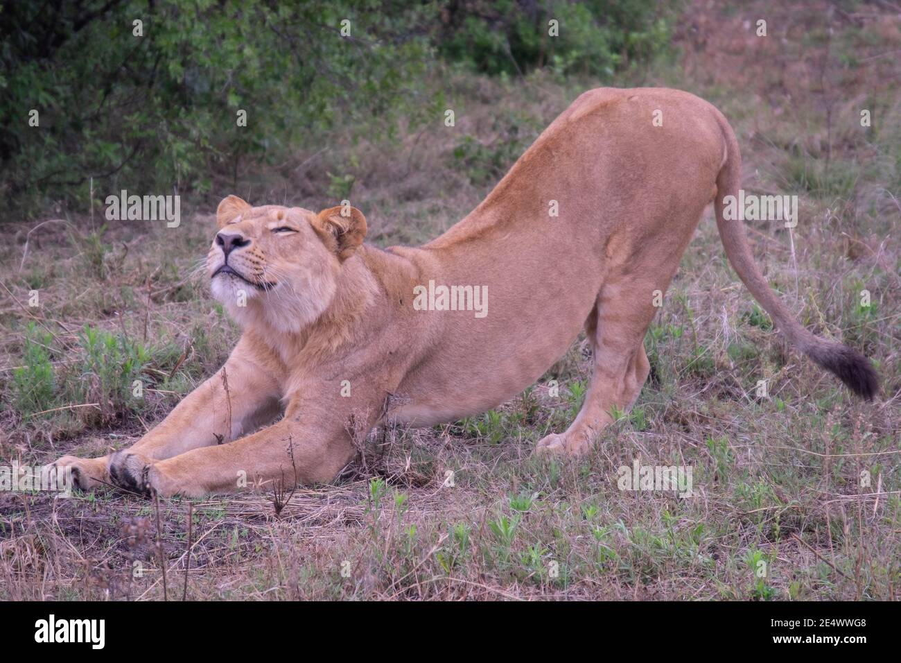 Streching lioness in the wilderness of Okavango Delta, Botswana Stock ...