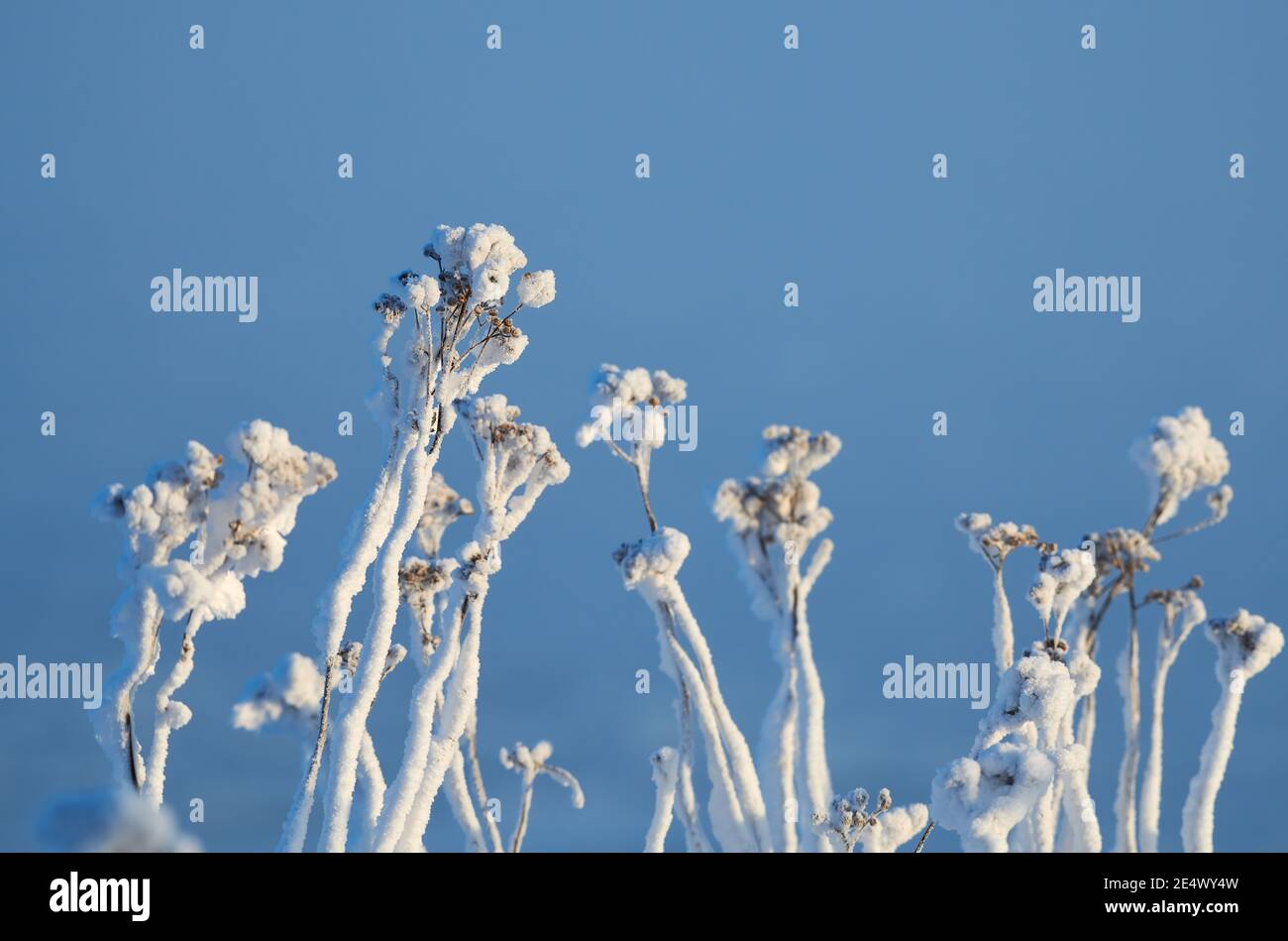 Withered flowers hi-res stock photography and images - Alamy