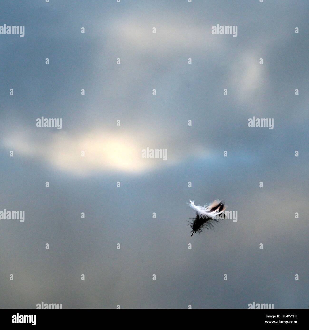 Single feather floating on a lake, with sky reflections behind Stock ...