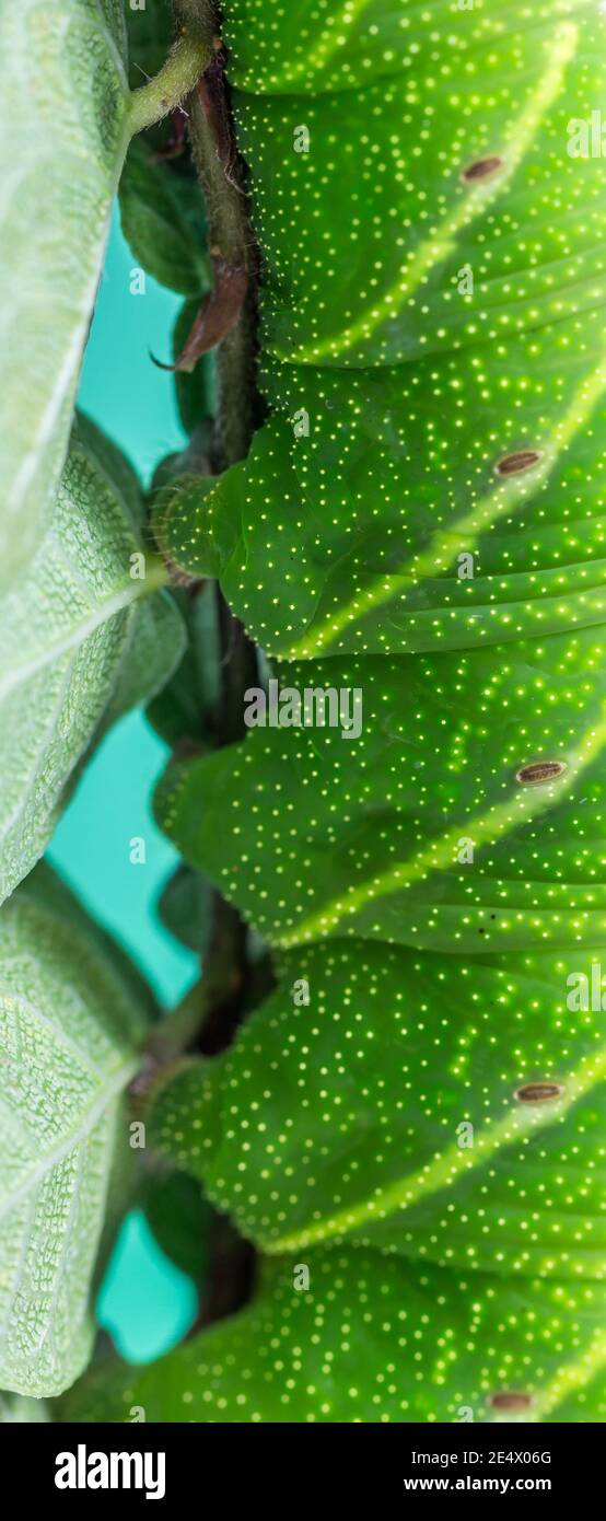 Macro shot of a green caterpillar skin texture Stock Photo - Alamy