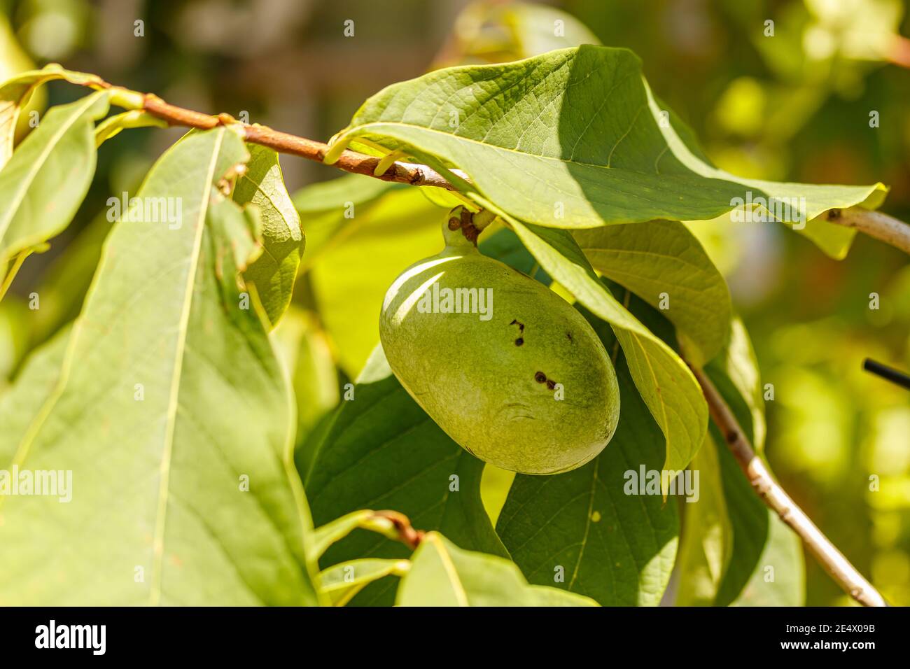 Indian banana tree hi-res stock photography and images - Alamy