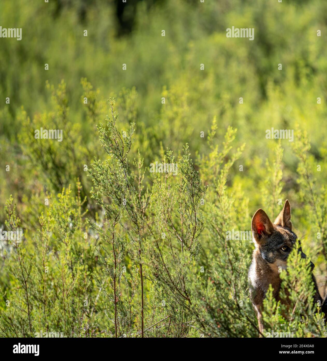Wolf cub hi-res stock photography and images - Alamy