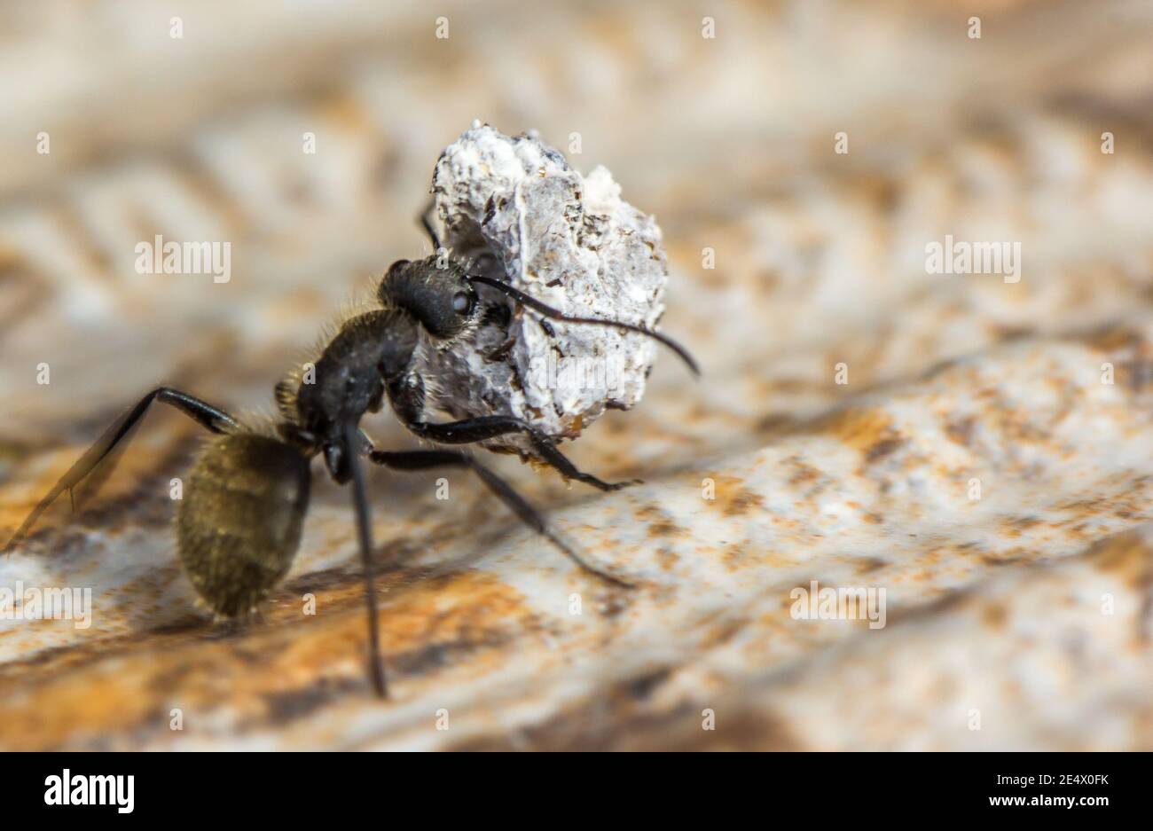 Metallic ant hi-res stock photography and images - Alamy