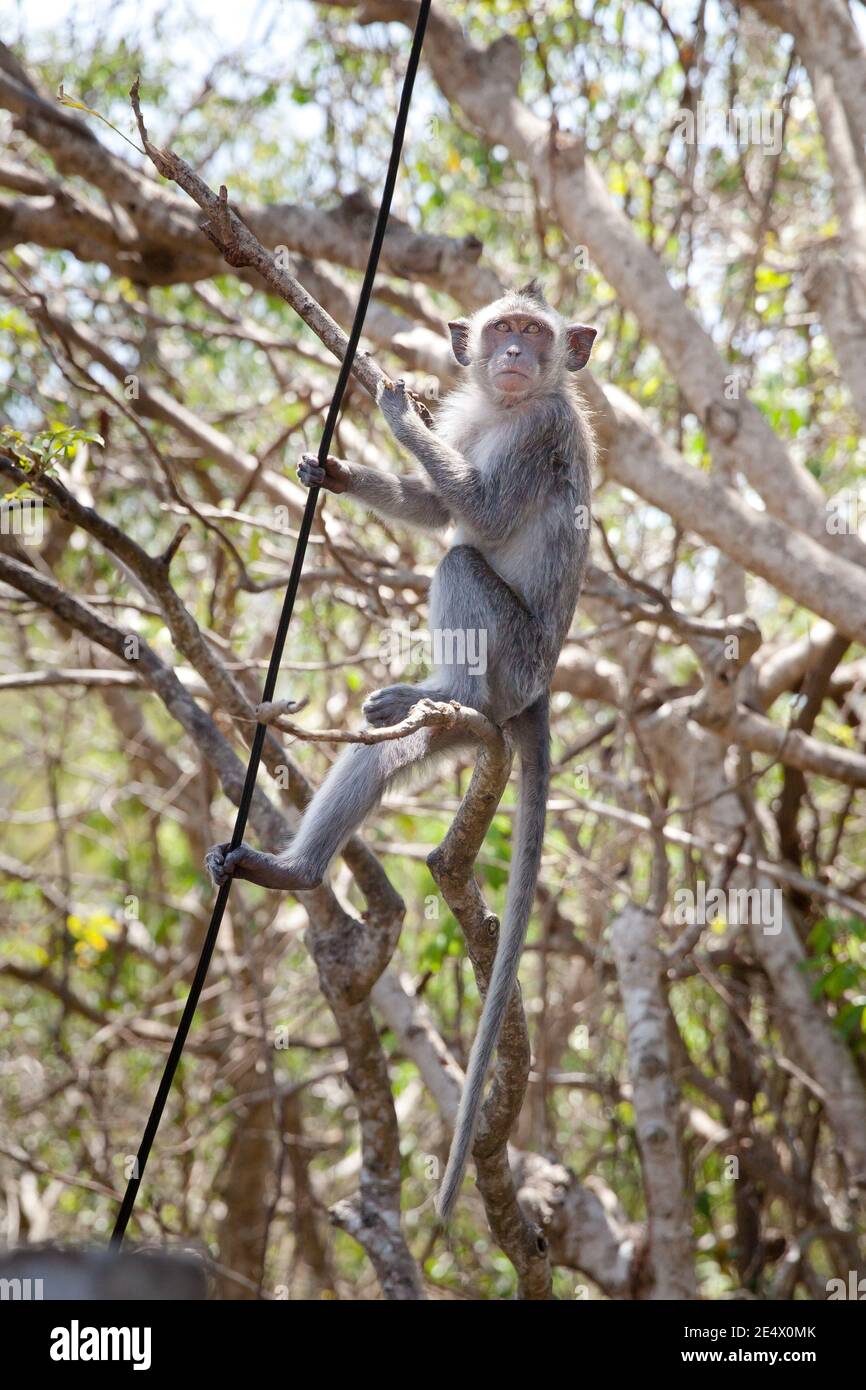 Monkey is climbing on the wires. The monkey live on the streets of Bali ...