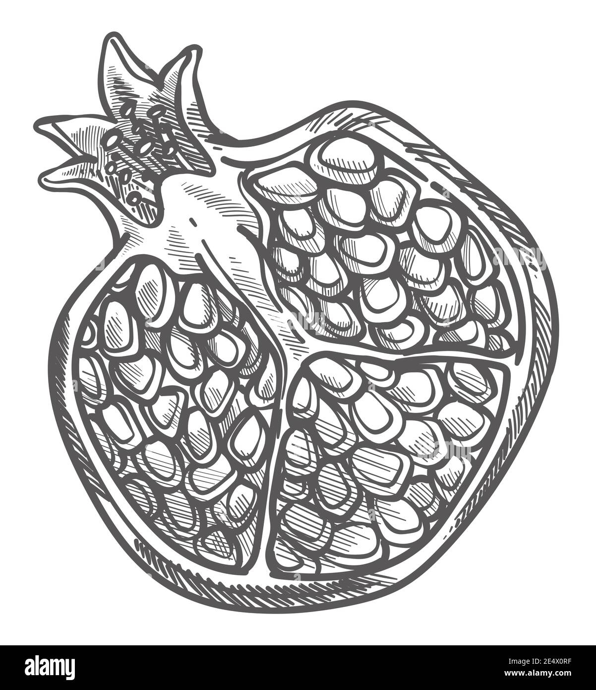 Pomegranate Sketch