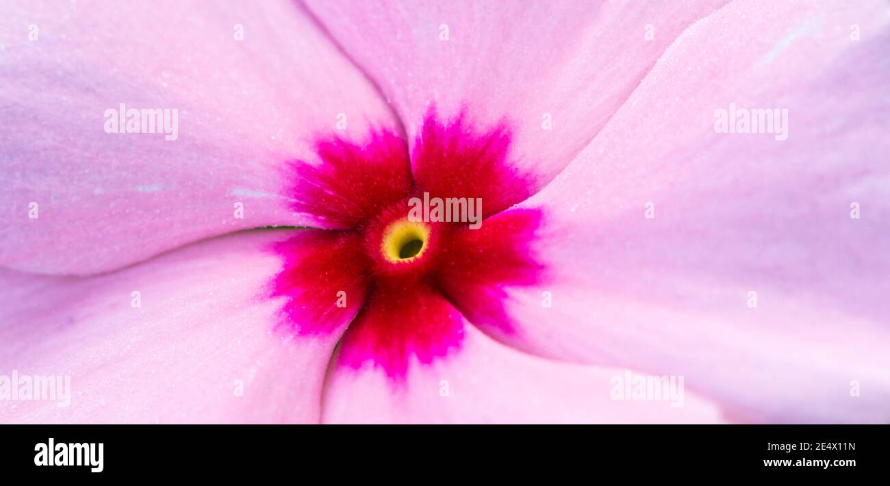 Closeup shot of a beautiful pink flower Stock Photo - Alamy