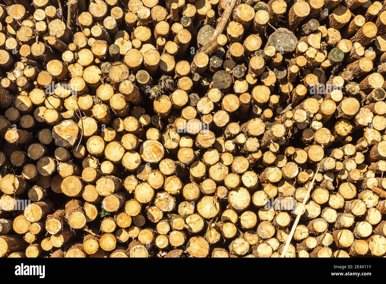 High angle shot of cut stacked wood logs Stock Photo - Alamy