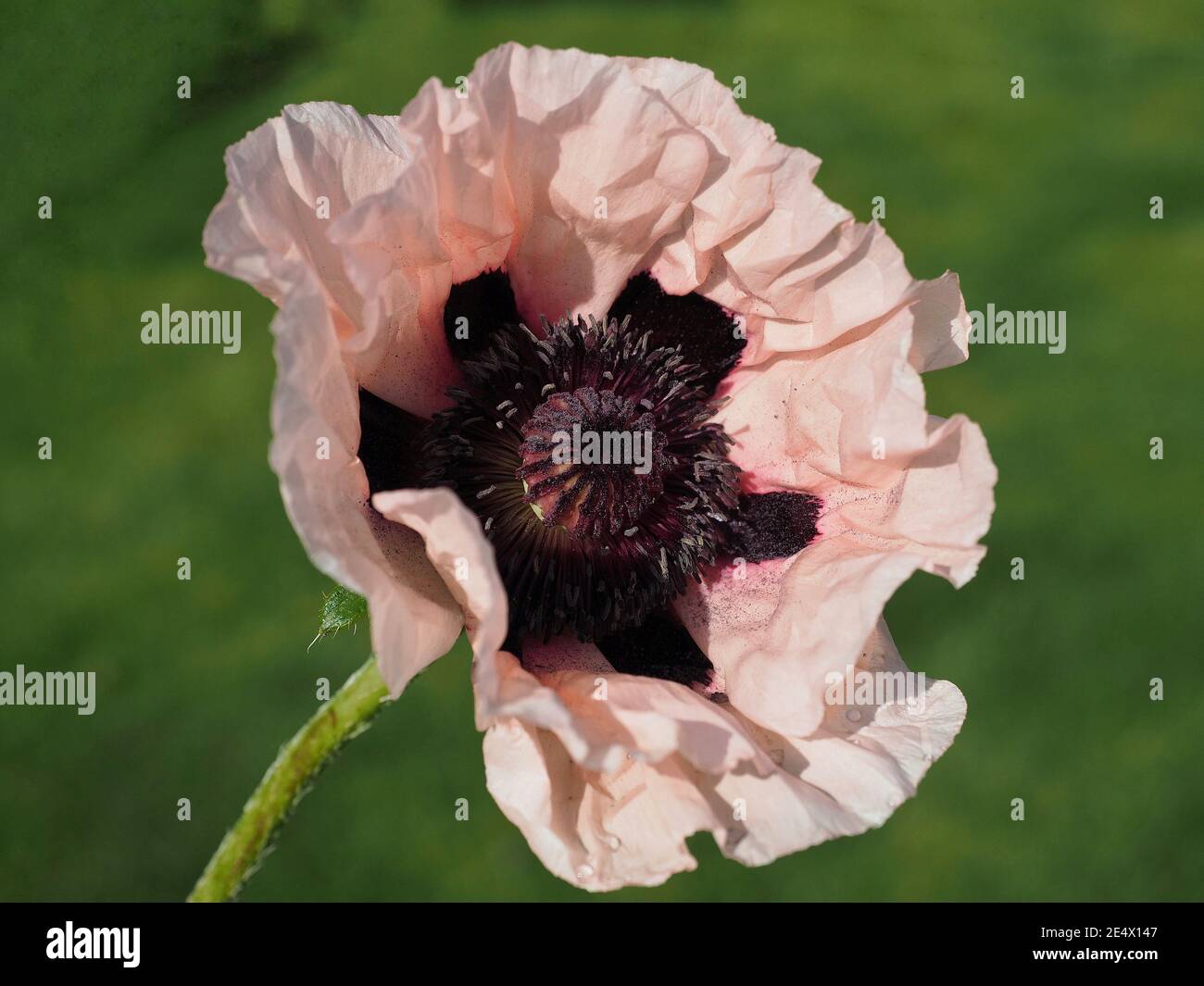Pink poppy flower - papaver somniferum - on green grass background ...