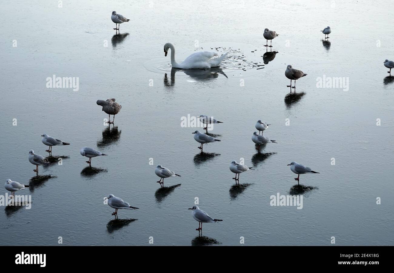 A swan finds itself surrounded by ice after the North Shields Marina ...