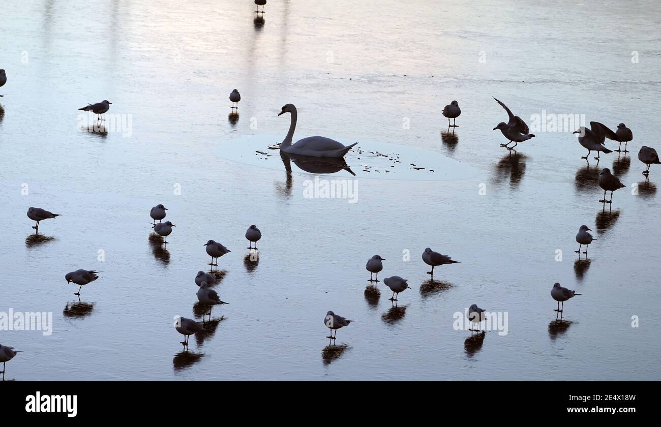 A swan finds itself surrounded by ice after the North Shields Marina ...