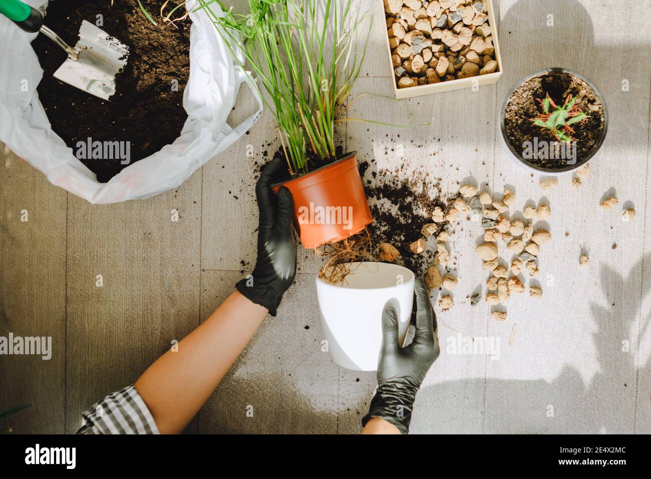 woman transplanting flowers in bigger pots at home. copy space Stock ...