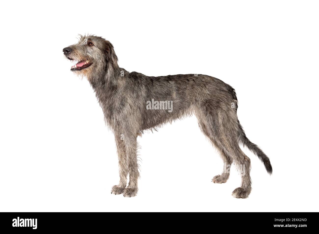Scottish Deerhound Vs Irish Wolfhound