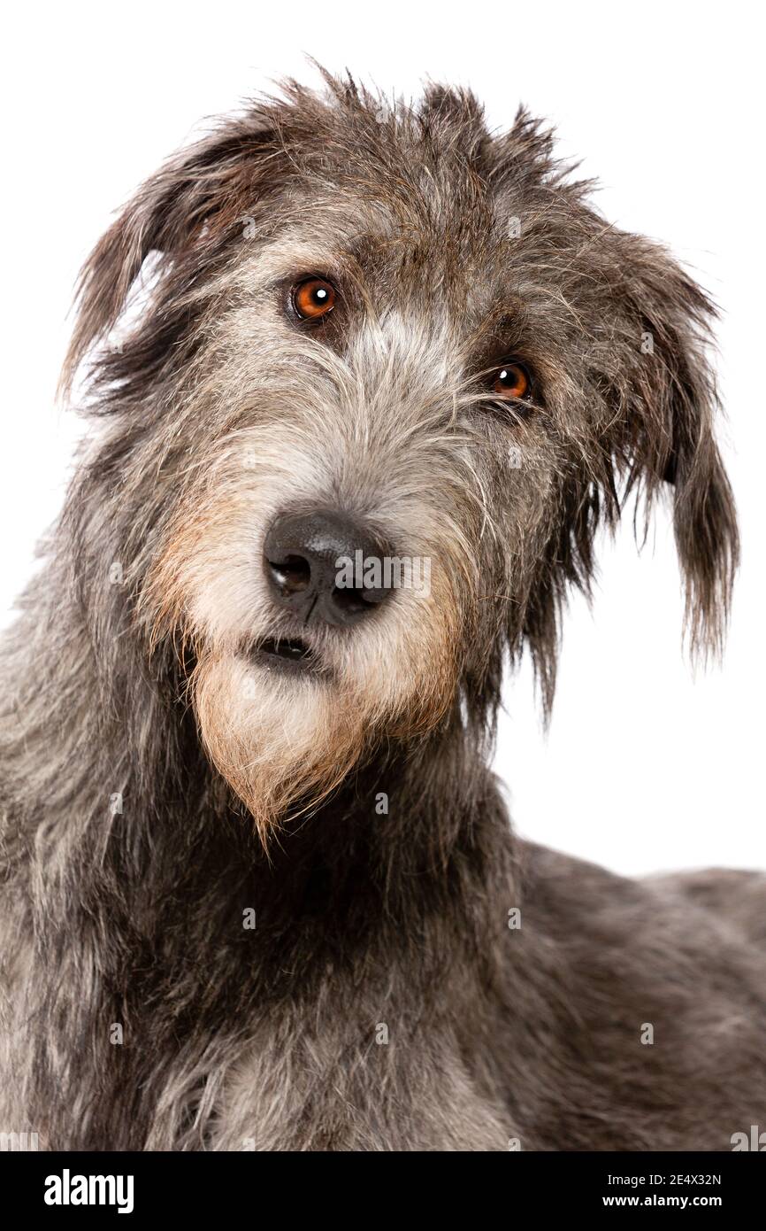 White Irish Wolfhound