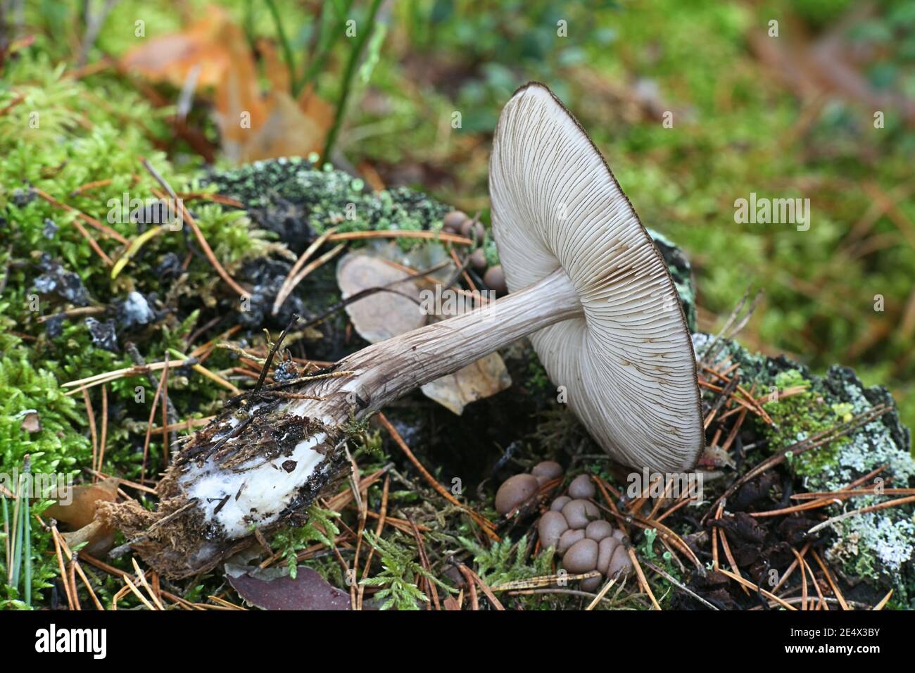 Pluteus cervinus hi-res stock photography and images - Alamy